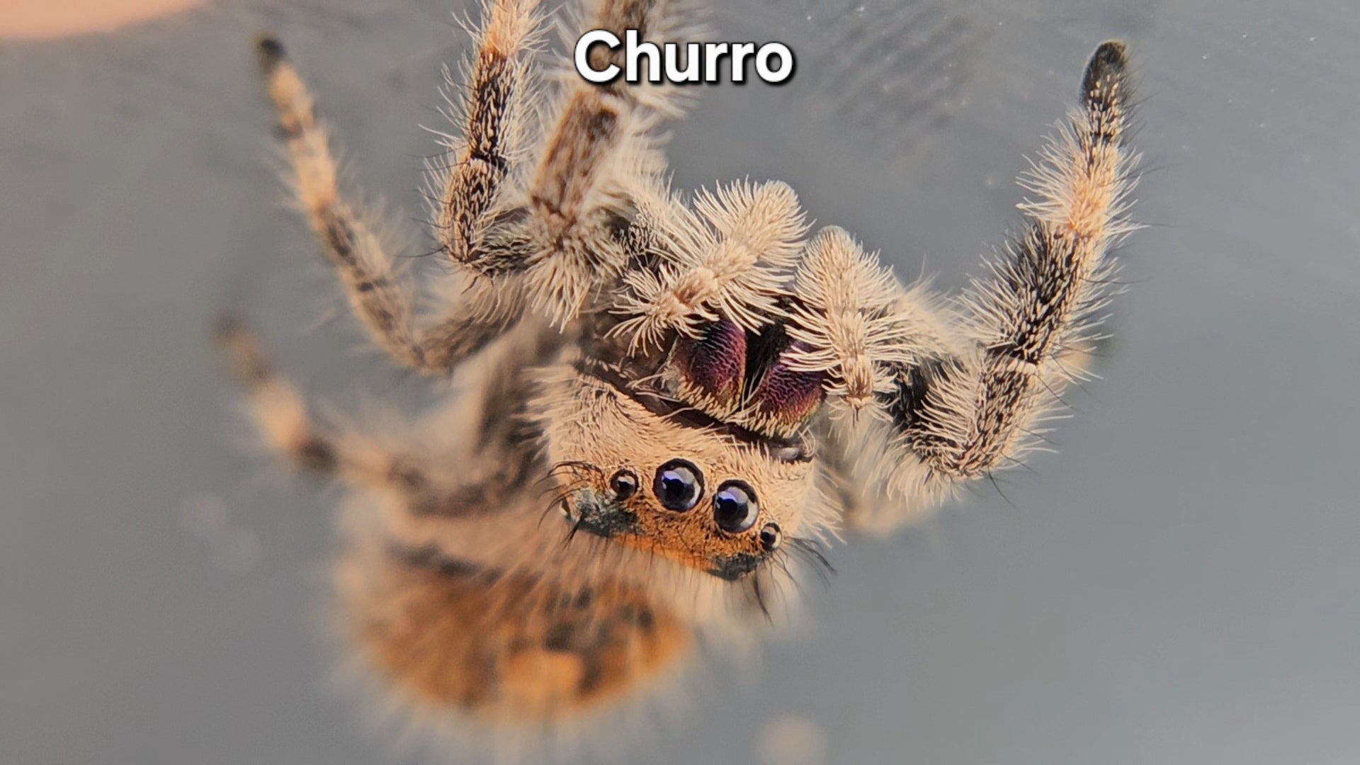Churro - Female Regal – Super Spood Jumpers