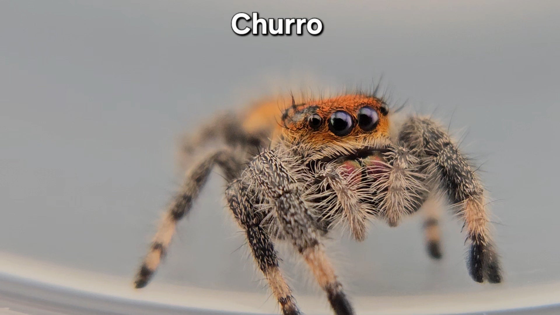 Churro - Female Regal – Super Spood Jumpers