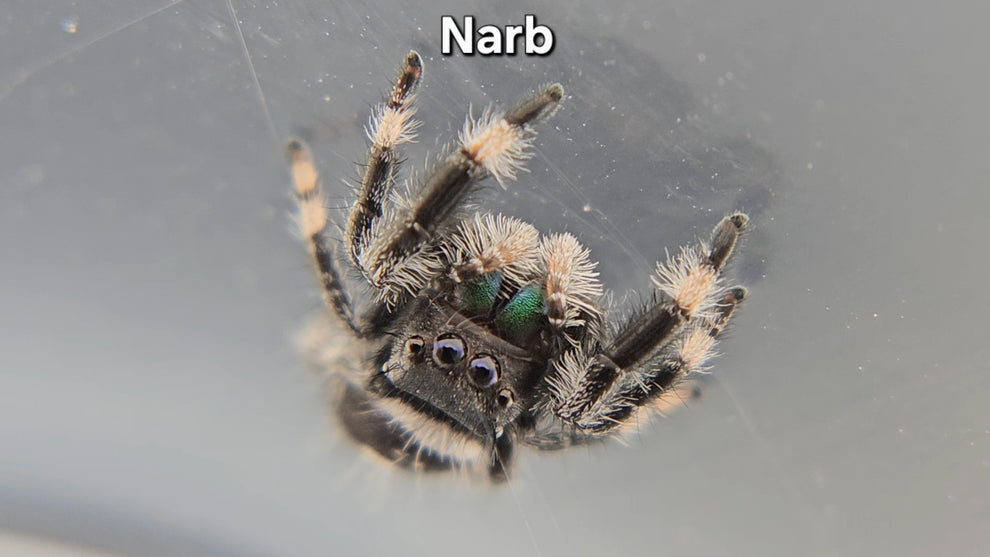 Narb - Male Regal – Super Spood Jumpers