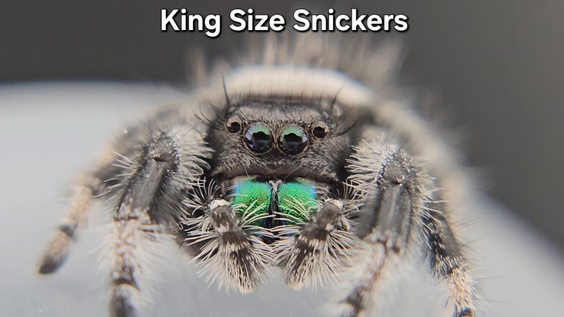 King Size Snickers - Male Regal – Super Spood Jumpers
