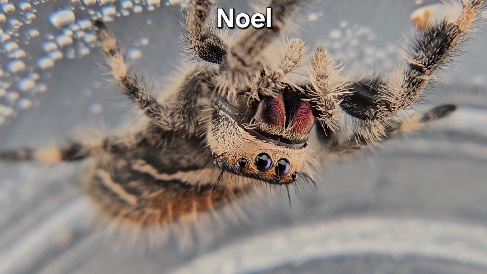 Noel - Female Regal – Super Spood Jumpers