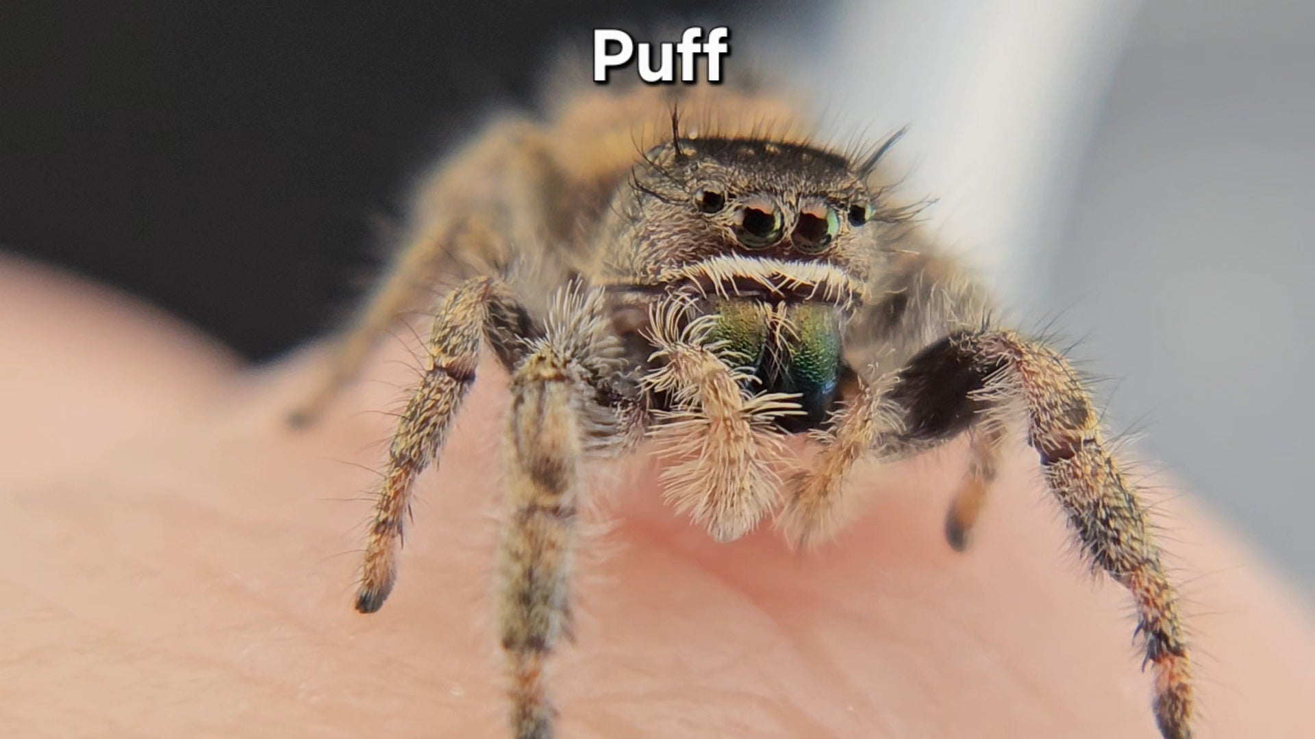 Puff - Male(?) Phidippus texanus – Super Spood Jumpers