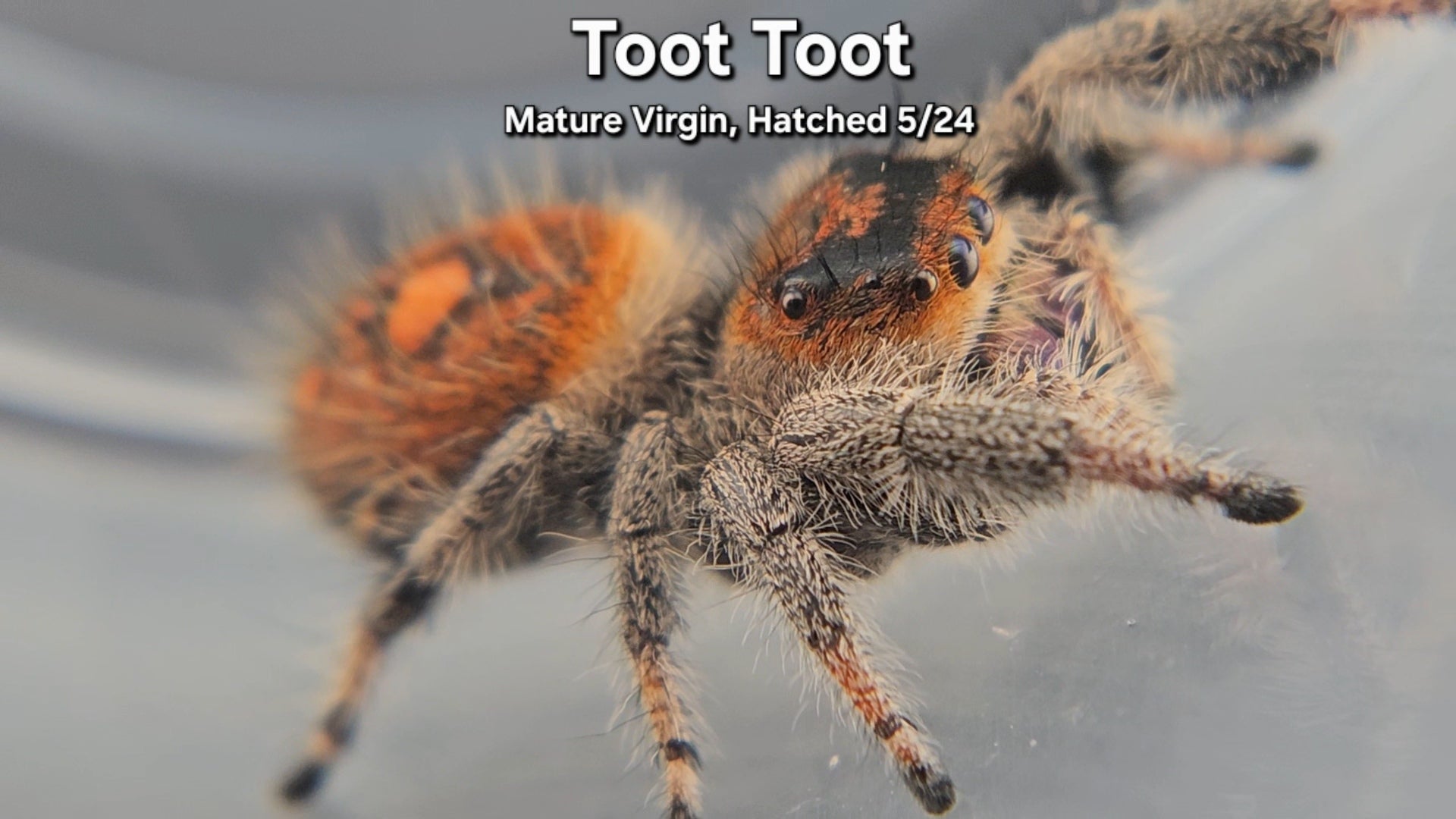 Toot Toot - Female Regal (Mature Virgin Hatched 5/24) – Super Spood Jumpers