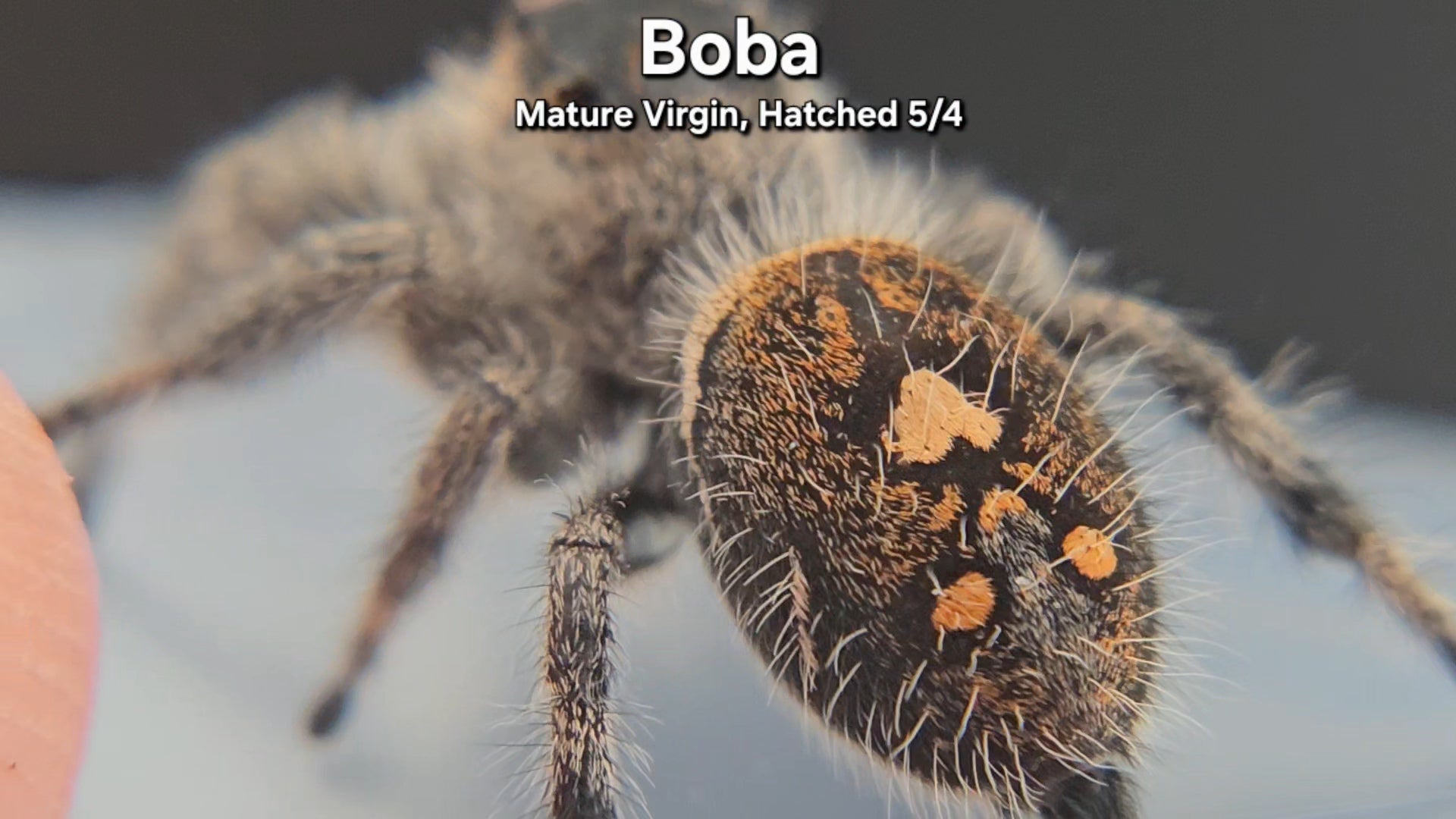 "Boba" Female Regal - Mature Virgin Hatched 5/4 – Super Spood Jumpers