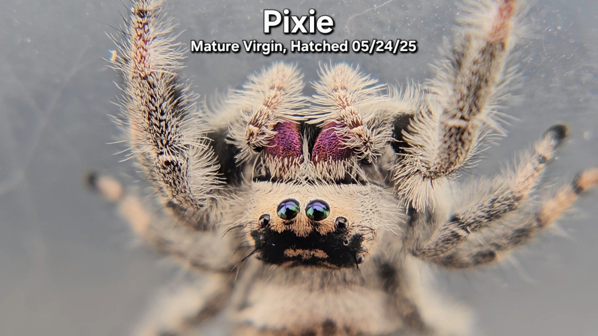 "Pixie" Female Regal - Mature Virgin – Super Spood Jumpers