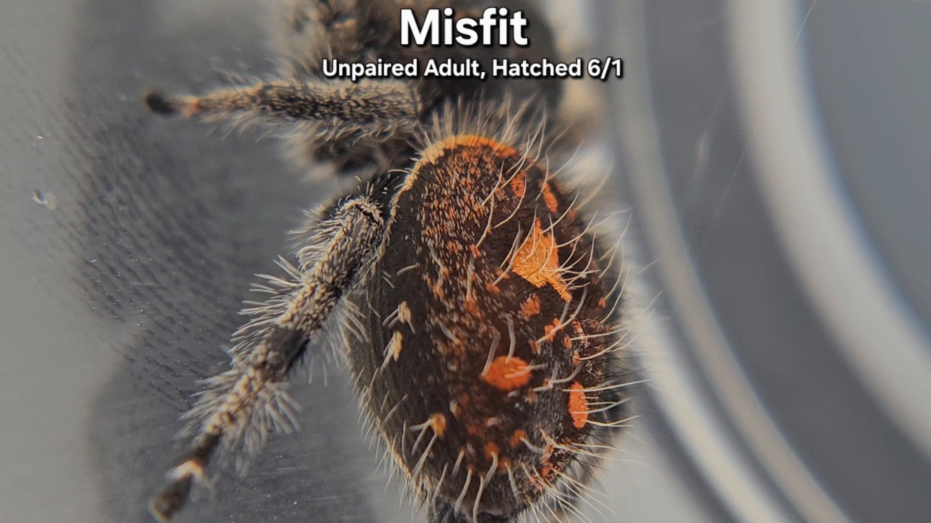 "Misfit" Female Regal (Phidippus regius) - Unpaired Adult – Super Spood ...