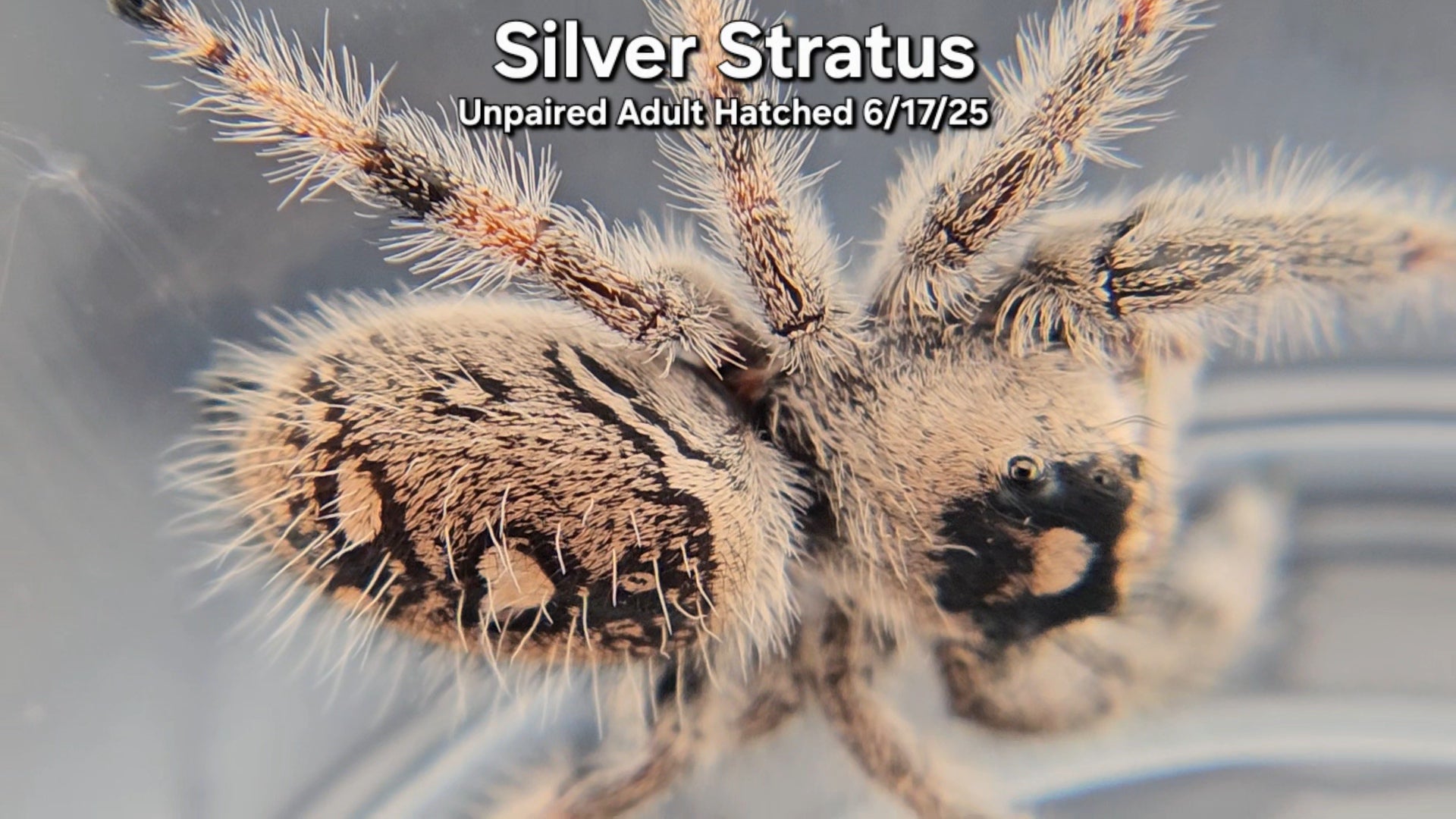 "Silver Stratus" Female Regal (Phidippus regius) - Unpaired Adult Hatc ...