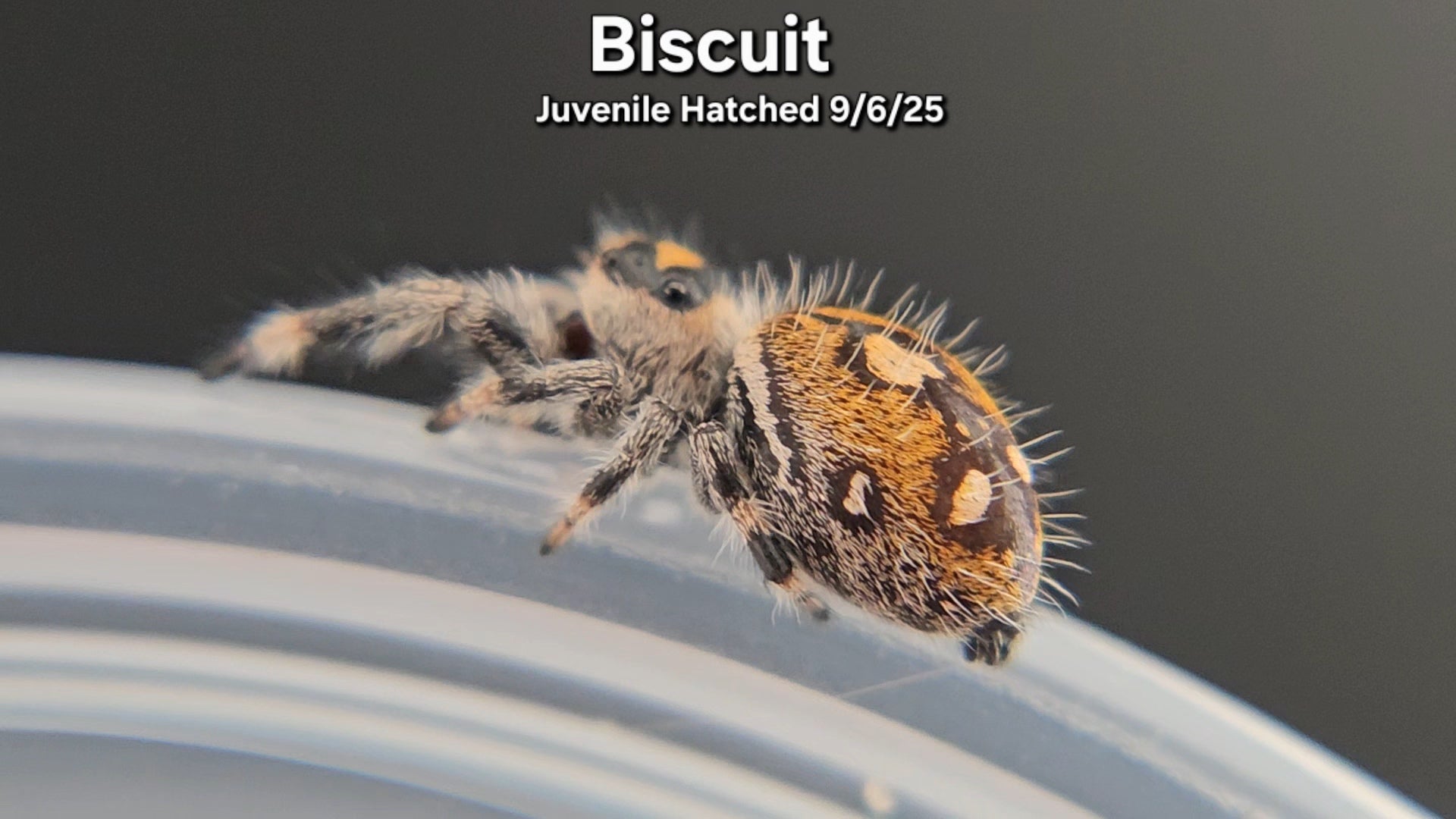 "Biscuit" Female Regal (Phidippus regius) Juvenile Hatched 9/6/25 ...