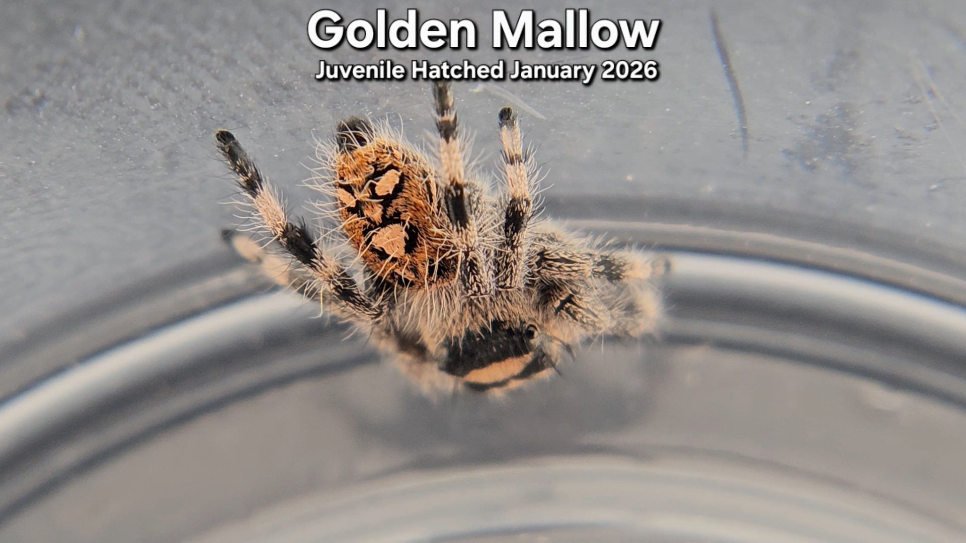"Golden Mallow" Female Regal Jumping Spider (Phidippus regius) - Juven ...