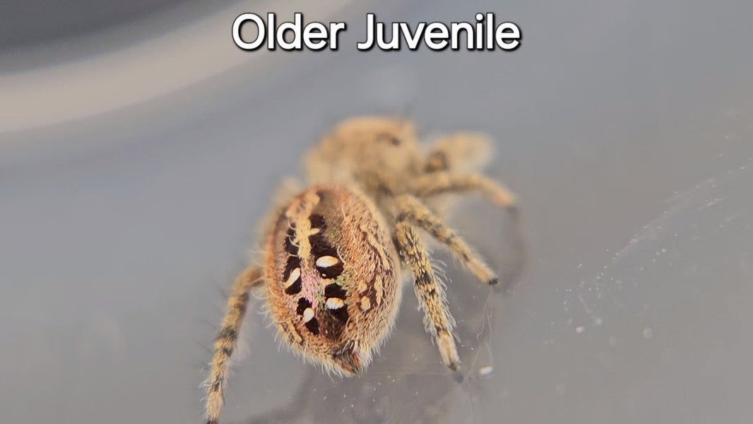 Jumping Spiders For Sale – Super Spood Jumpers